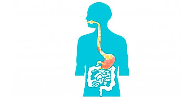Las Enzimas Digestivas y su Importancia