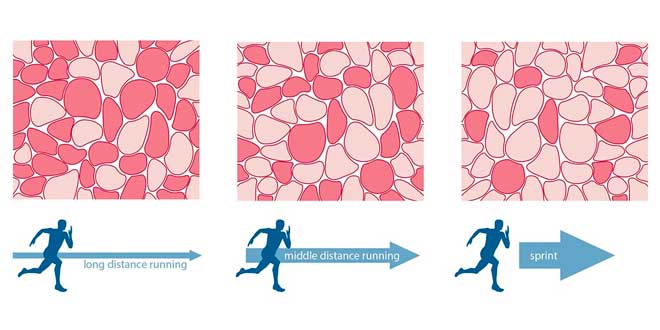 Tipos de fibras musculares y su relación con el deporte
