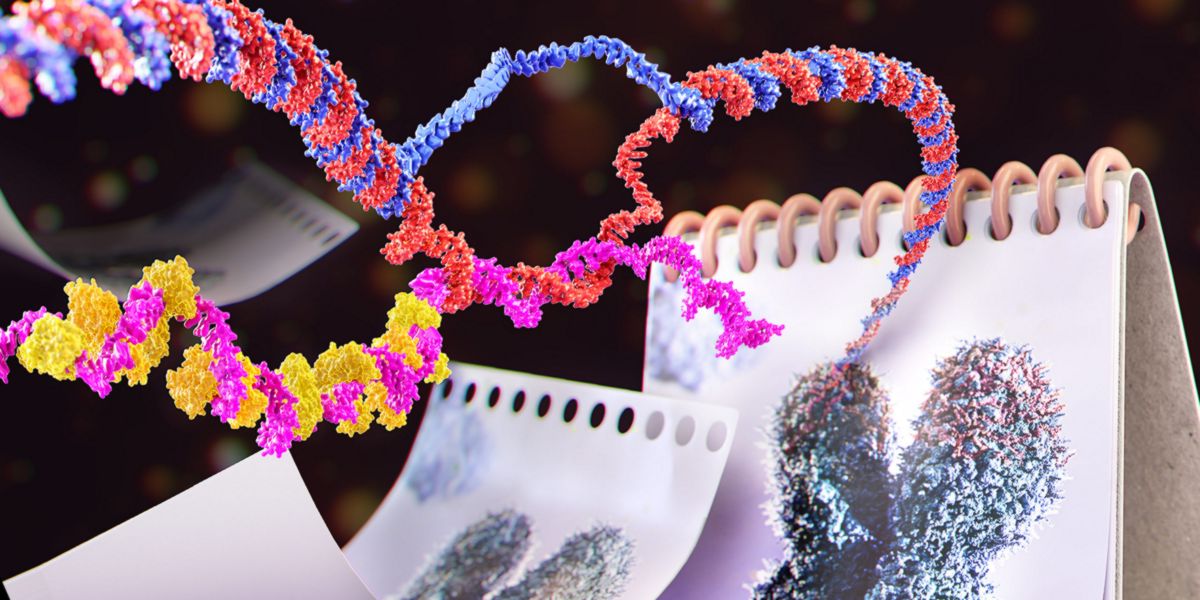 Telomerasa: la enzima que promete la Eterna Juventud