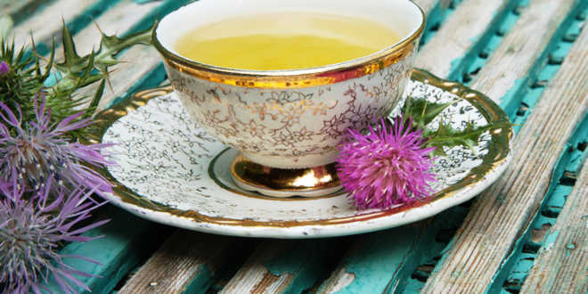 Cardo Mariano: Protector Hepático Natural 2025