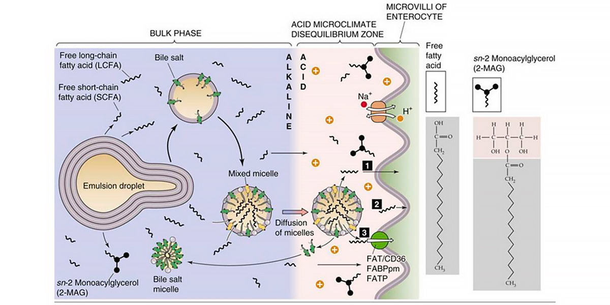 MCTs ó Triglicéridos de Cadena Media: Fuente de Energía