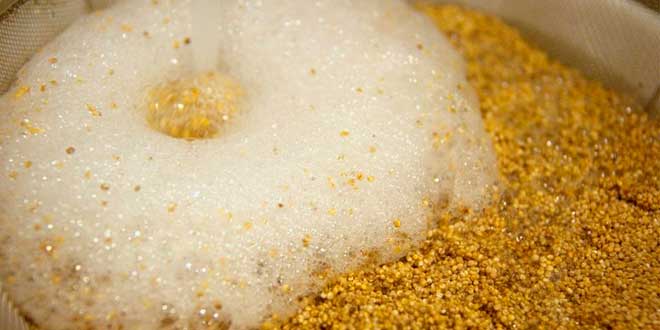 ¿Qué son las Saponinas? - Beneficios nutricionales - HSN