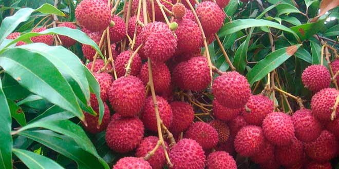 Lychee: una Fruta Exótica con Interesantes Beneficios