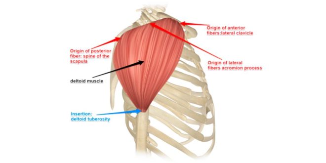 Ejercicios Deltoides: ¡Máximo Desarrollo de tus Hombros!