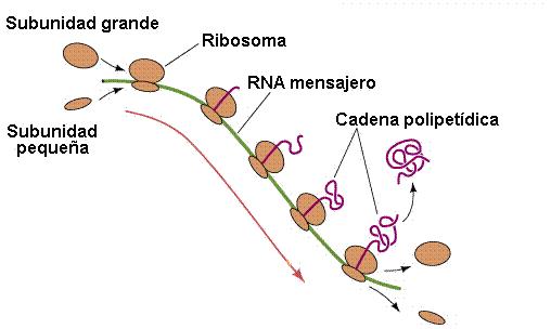 Rutas anabólicas: biosíntesis proteica