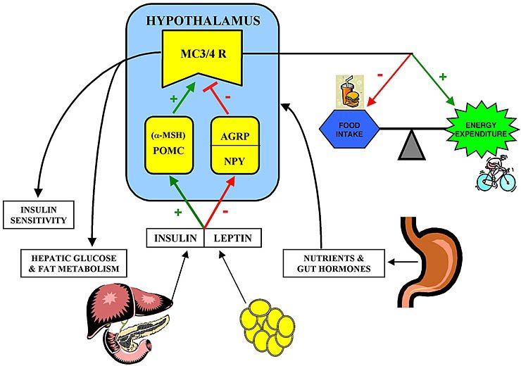 Protocolo HSN: Perder Grasa Sin Perder Rendimiento [3]