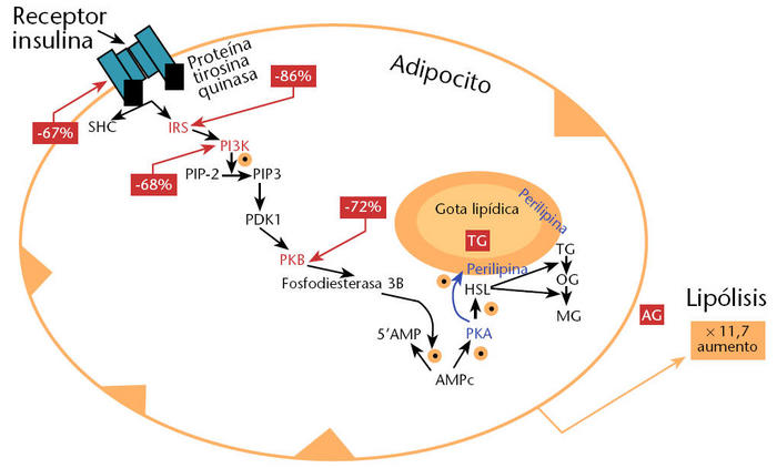 Protocolo HSN: Perder Grasa Sin Perder Rendimiento [5]