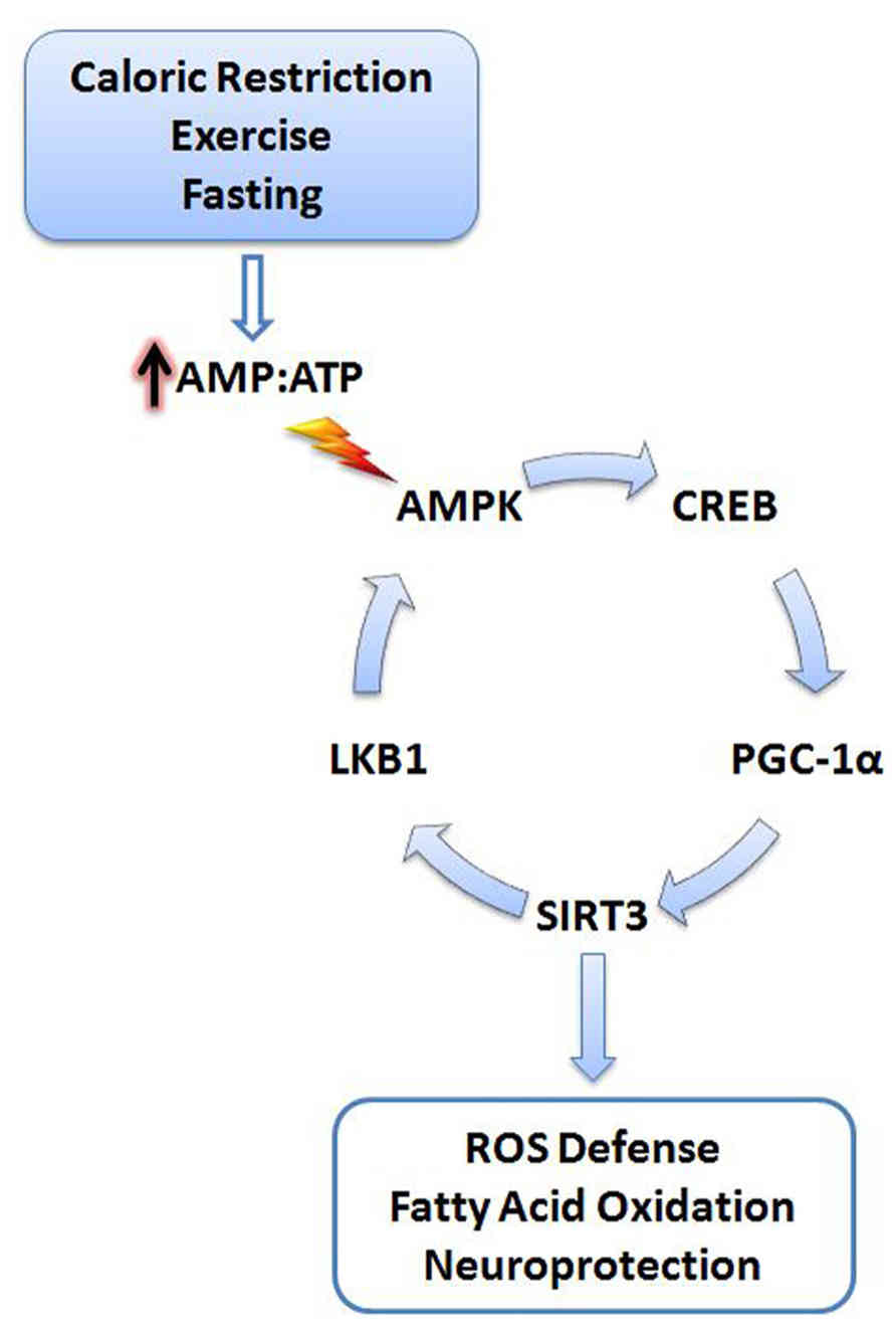 Protocolo HSN: Ganar Músculo Sin Apenas Grasa. Parte 1
