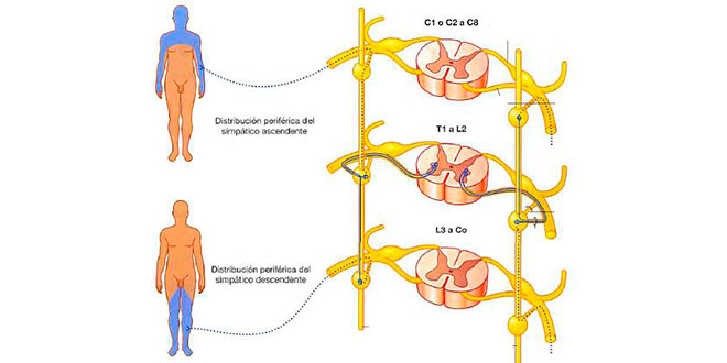 Dolor lumbar irradiado, hernias, ciática y lumbago: ¡¡el núcleo conoce ...