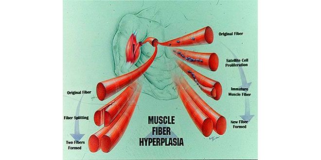 Conoce las diferencias entre hipertrofia e hiperplasia