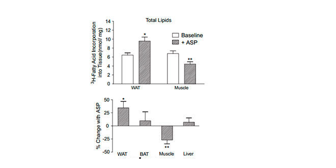 Protocolo HSN: Perder Grasa Sin Perder Rendimiento [2]