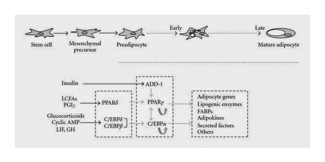 Protocolo HSN: Perder Grasa Sin Perder Rendimiento [2]