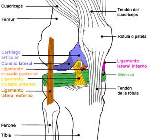 Tendinopatía rotuliana, ¿qué la produce y cómo recuperarse?