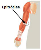 Dolor de codo en ejercicios de tríceps