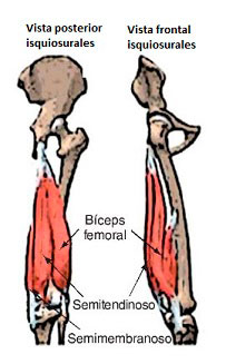 Top 10 Ejercicios que más activan los isquios ~ LISTAS DE CULTURISTAS