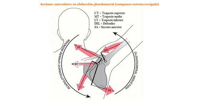 Dolor de Hombros - Causas, Síntomas, Tratamiento