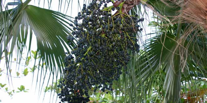 Acai Berry: Propiedades y Beneficios para la Salud