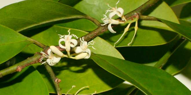 Muira Puama - Qué es, para qué sirve y sus propiedades