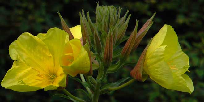 Aceite de Onagra: Qué es, para qué Sirve y sus propiedades