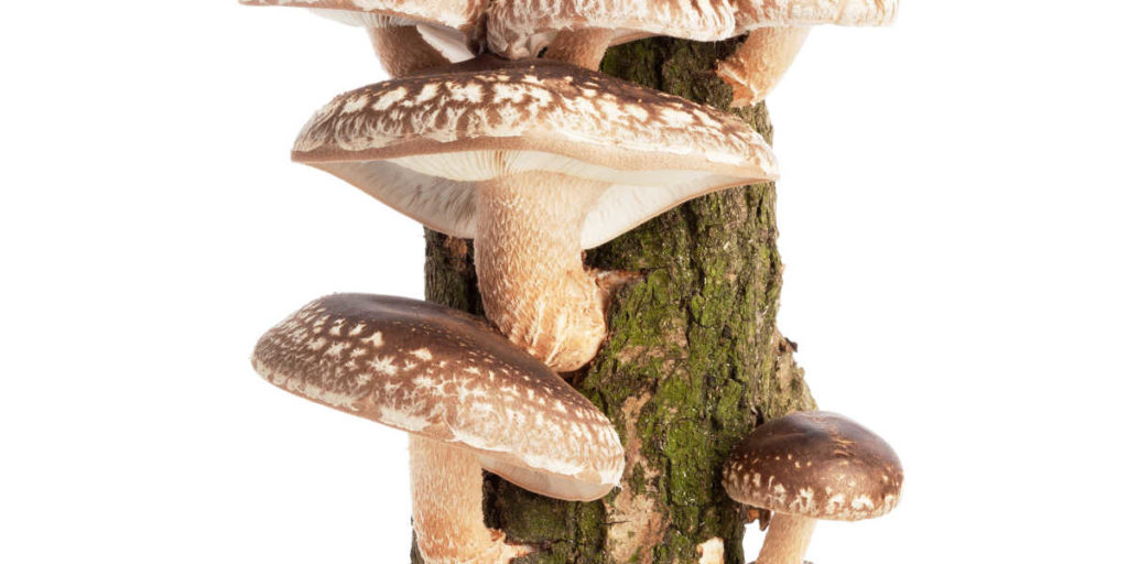 Hongo Shiitake: Propiedades y Beneficios 2025