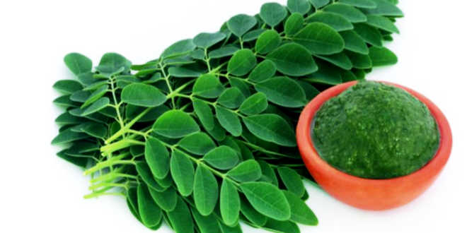 Moringa - Conoce todas las Propiedades del Árbol de la Vida