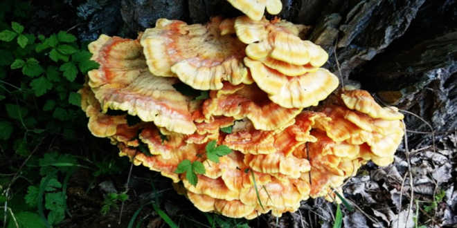 Reishi: Propiedades y Beneficios del hongo