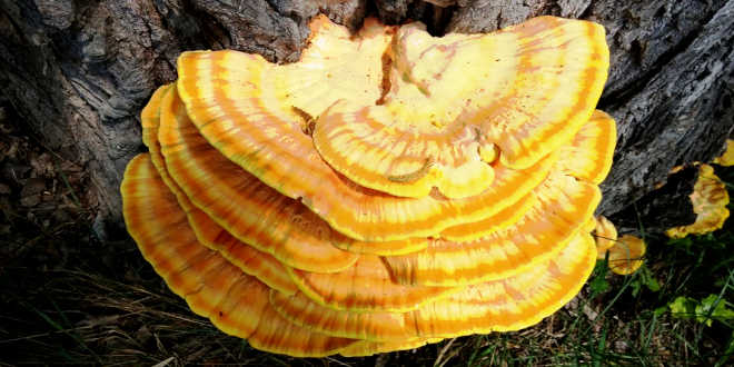 Reishi: Propiedades y Beneficios del hongo