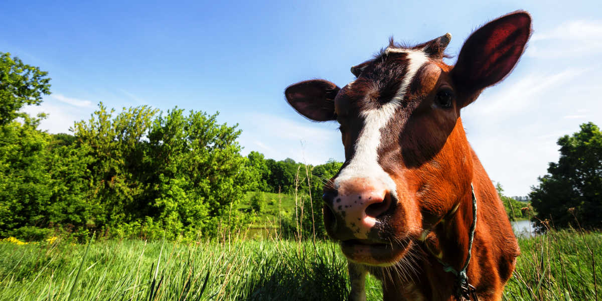 Calostro - Qué es y Función en el Deporte 2025