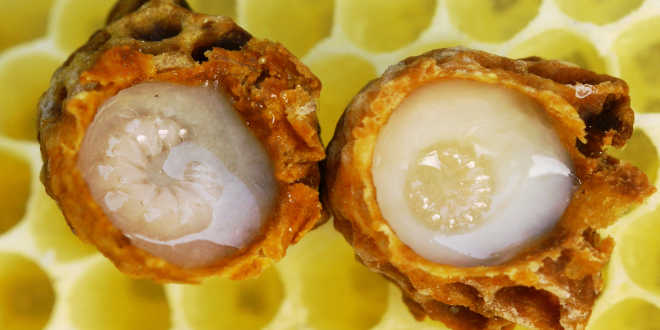 Jalea Real: Qué es, Propiedades y Beneficios 2025