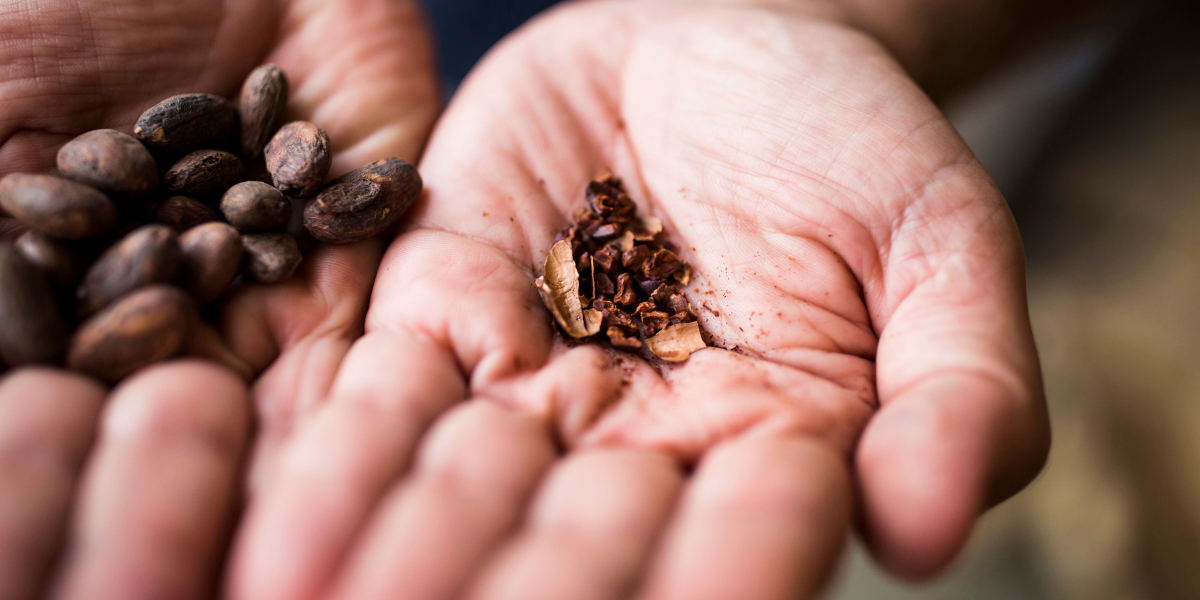 Qué es la teobromina y cuáles son sus efectos en la salud