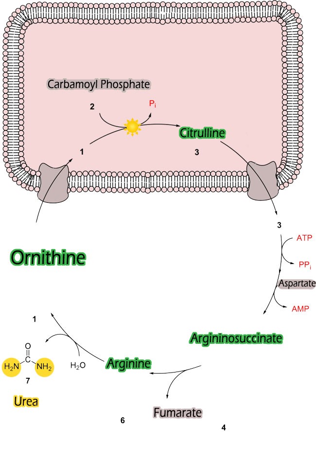 L-Ornitina: ¿Conocías las propiedades de este aminoácido?
