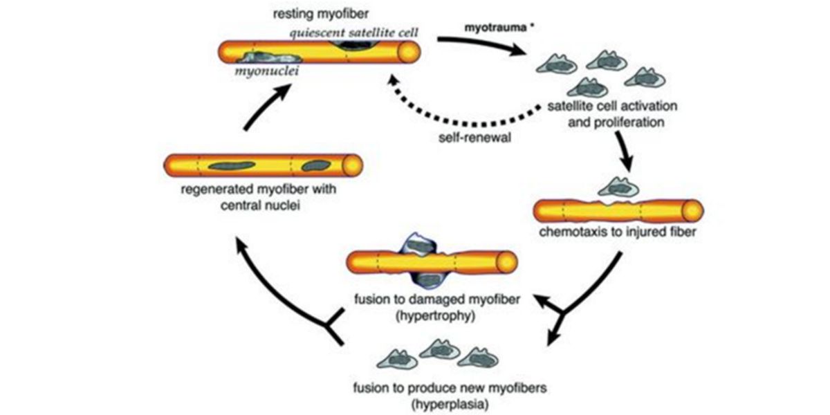 Memoria Muscular – ¡La Respuesta de la Ciencia! - HSN Blog