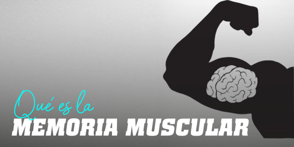 Memoria Muscular – ¡La Respuesta de la Ciencia! - HSN Blog