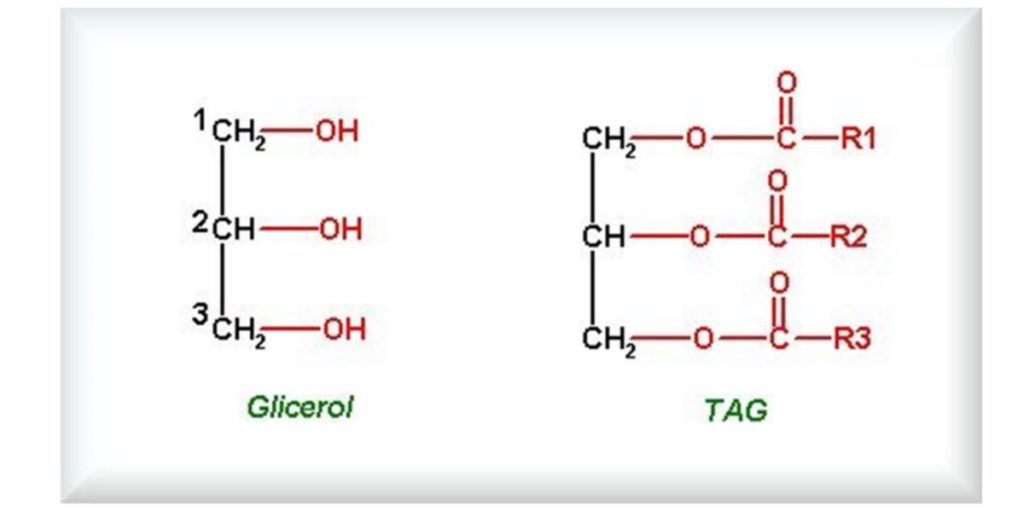 Glicerol – ¡Para Obtener la Máxima Hidratación! - HSN Blog