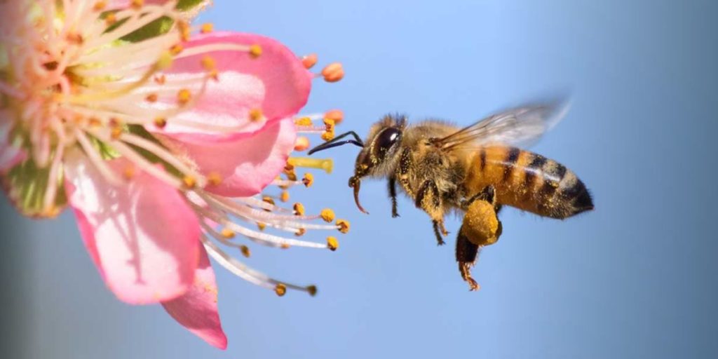 Própolis ó Propóleo: ¡El Néctar de las Abejas! - HSN Blog