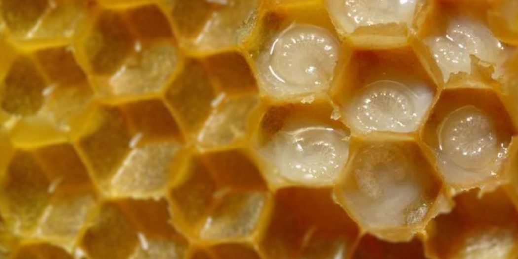 Própolis ó Propóleo: ¡El Néctar de las Abejas! - HSN Blog