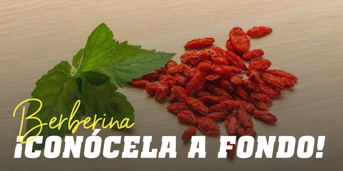 Berberina: Qué es, Propiedades y Beneficios 2025