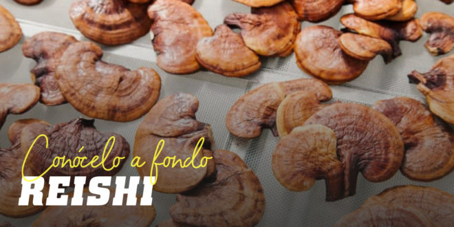 Reishi: Propiedades y Beneficios del hongo