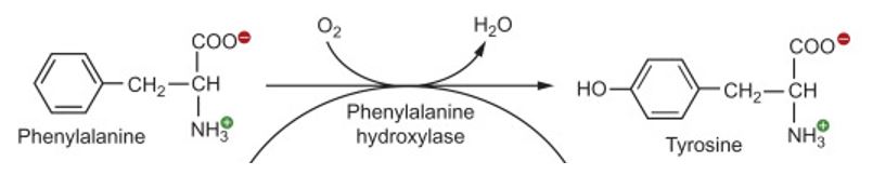 L-Fenilalanina – Conoce este Aminoácido Esencial - HSN Blog