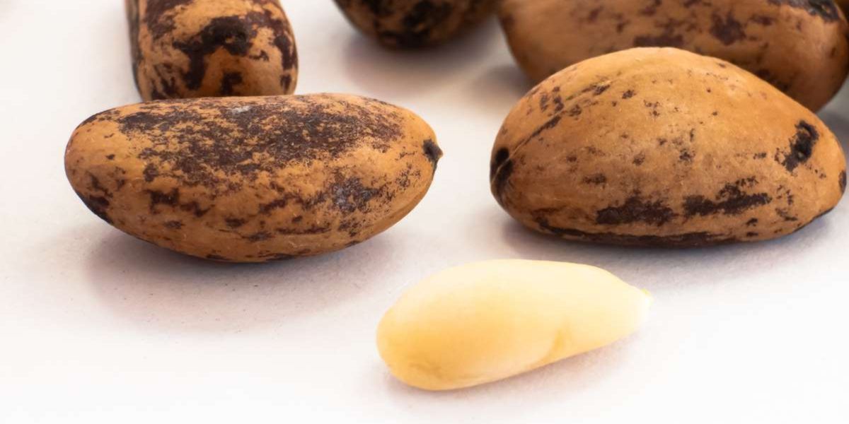 Frutos Secos – Todo lo que debes Saber - HSN Blog