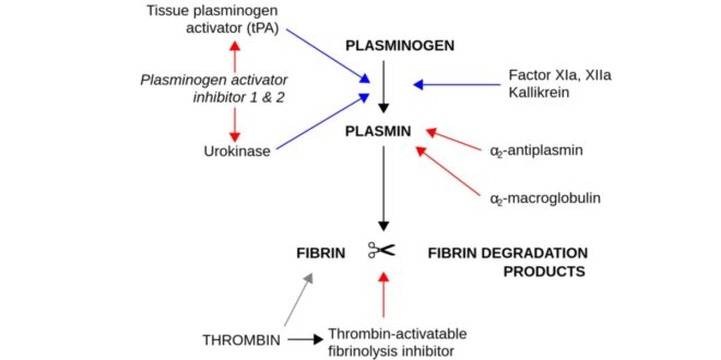 Nattokinasa: Conoce los Beneficios y Propiedades para la Salud