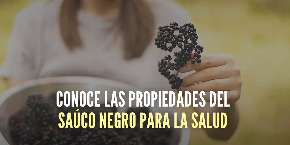 Para qué sirve el Saúco Negro y cuáles son sus propiedades