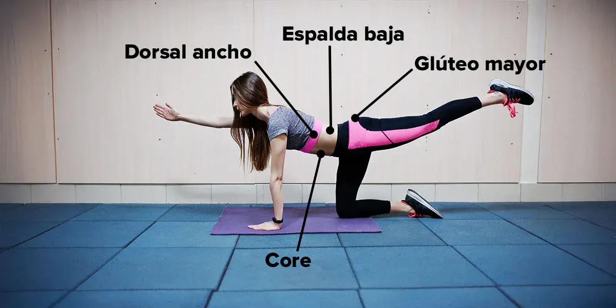 Nail the perfect Bird Dog in simple steps